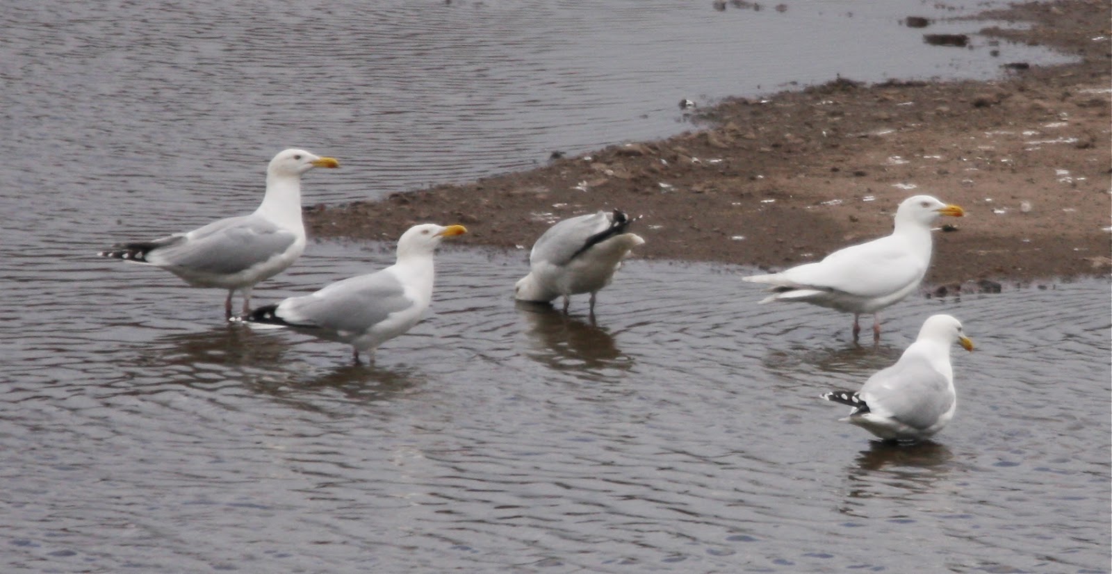 Morgithology: Isabel: dilution mutant Herring Gull at Seafield again