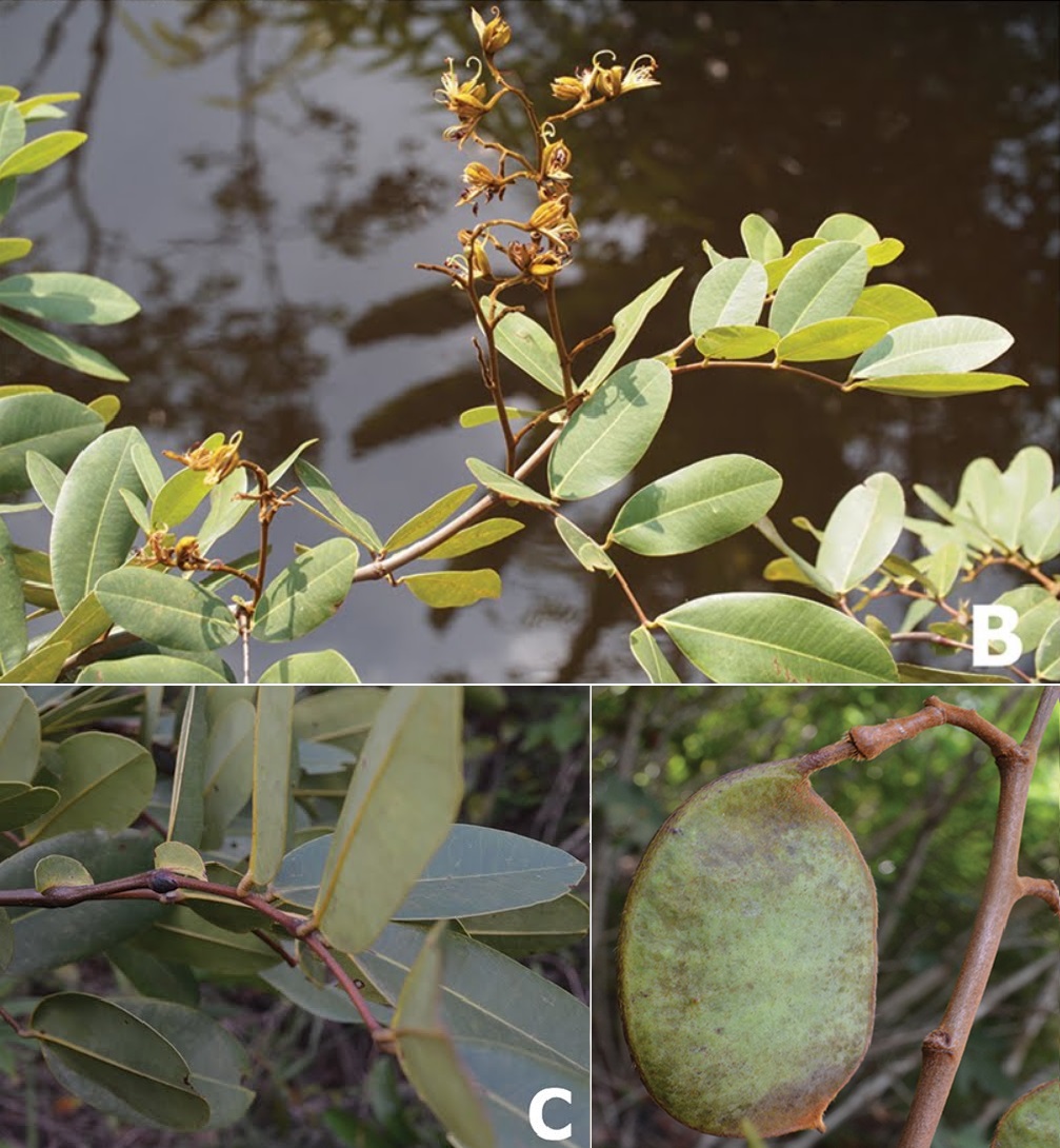 Species New to Science: [Botany • 2018] Sindora stipitata (Detarioideae ...