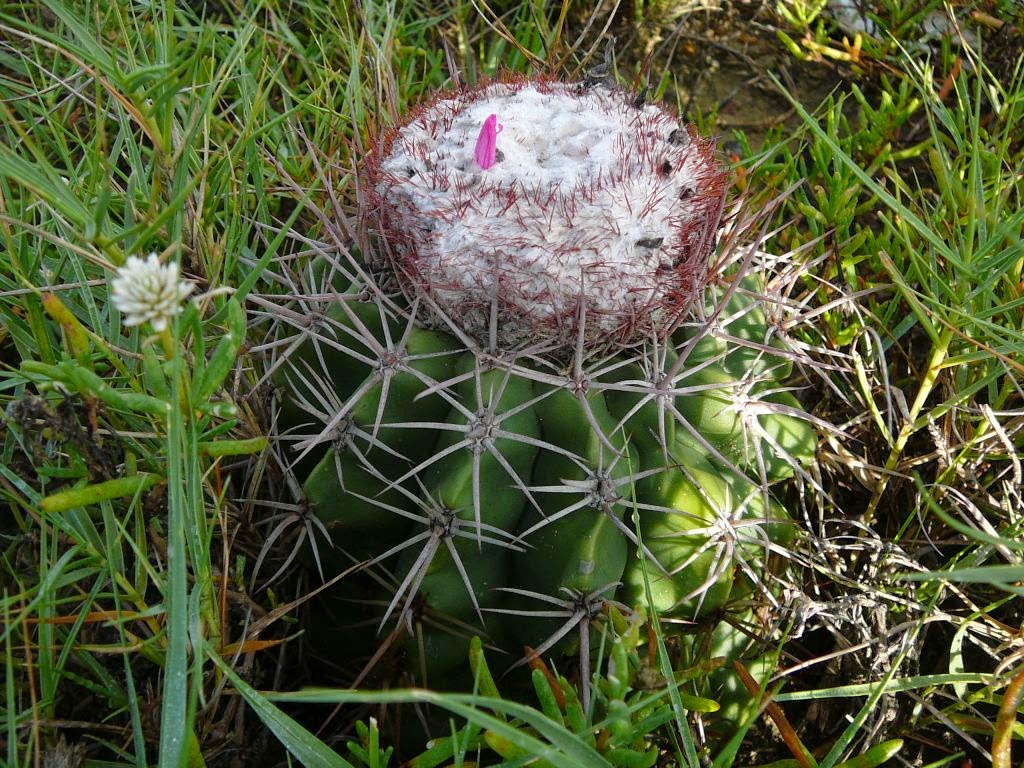 Lenin Cardozo - Entrevistas / Artículos / Videos: Parque Ecoturistico ...