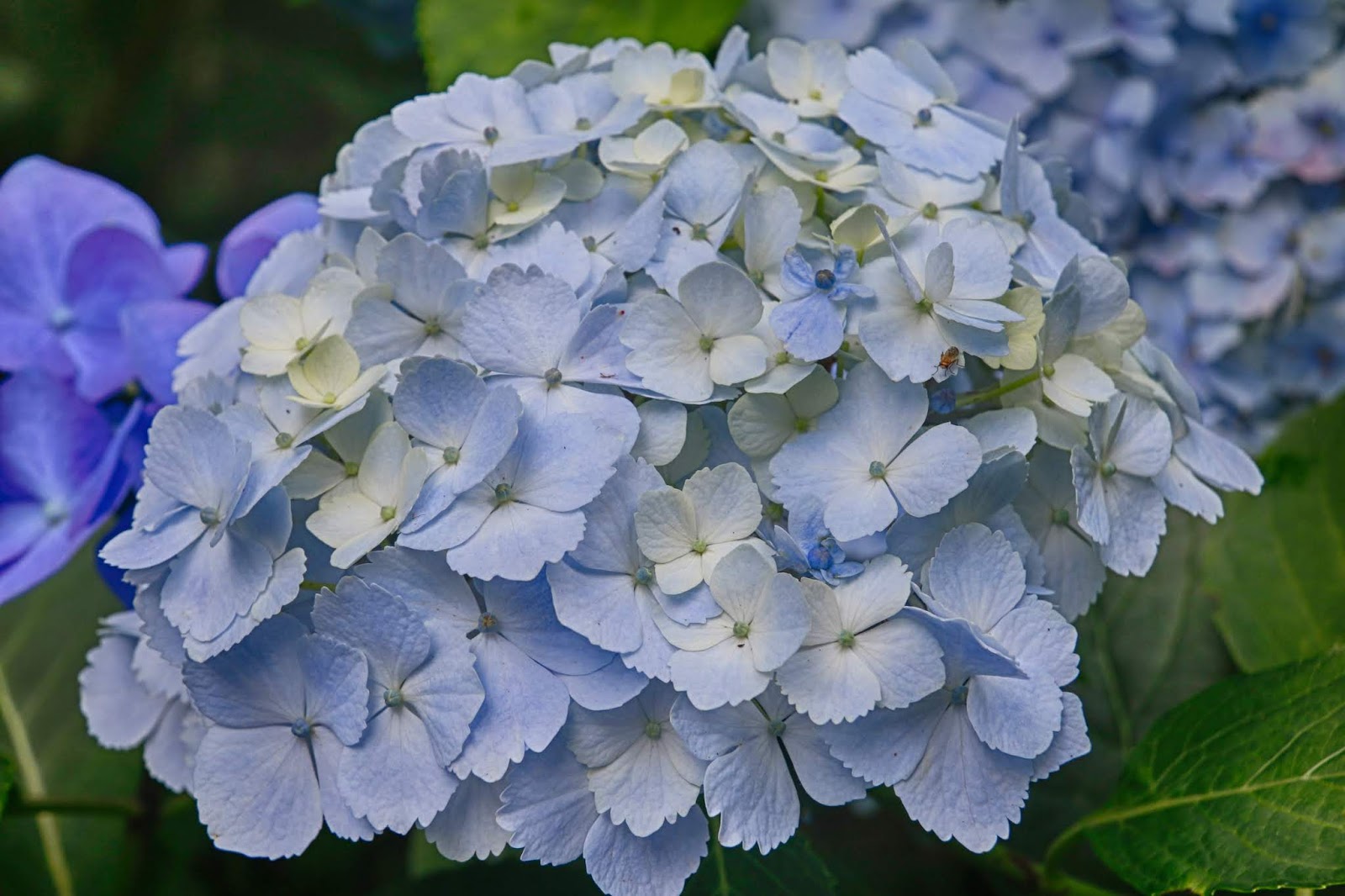 JibberJabberUK: Growing hydrangeas