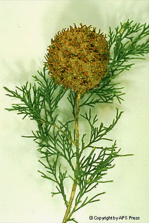 Eden By The Bay: Cedar-Apple Rust (Basidiomycetes)