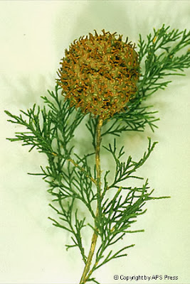 Eden By The Bay: Cedar-Apple Rust (Basidiomycetes)