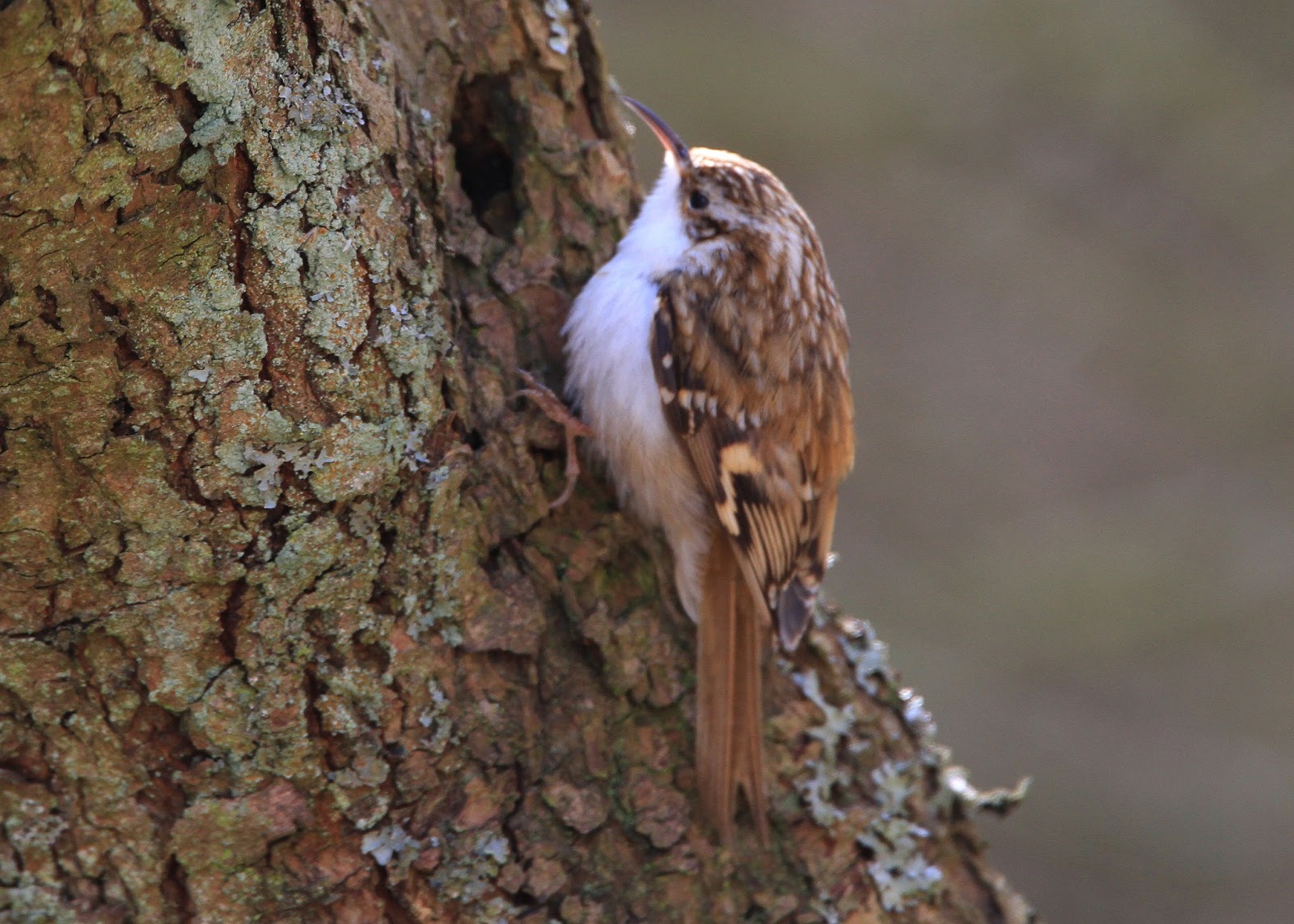 Pagham Birder: More Suffolk Birds