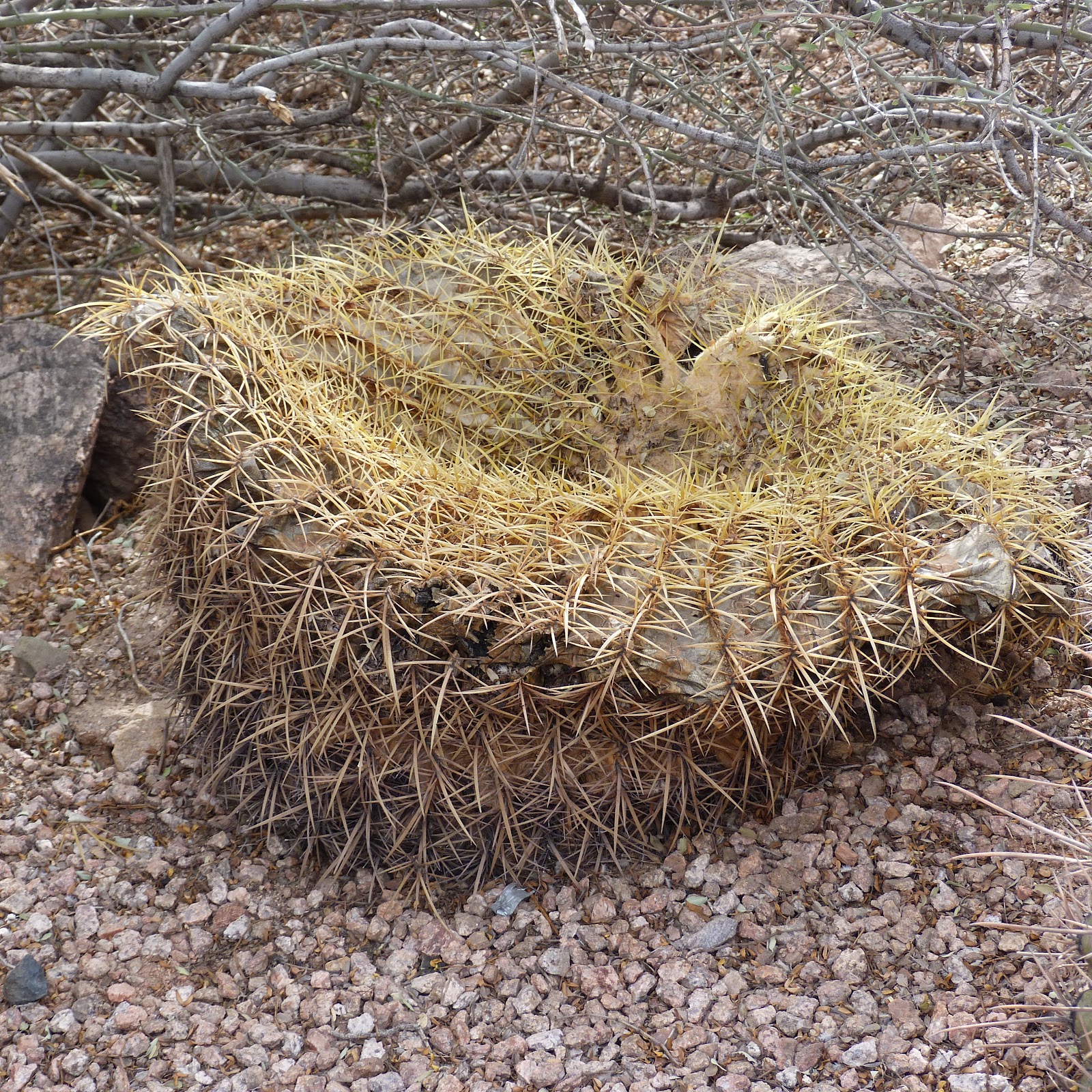 Pat's Ramblings: Botanical Gardens