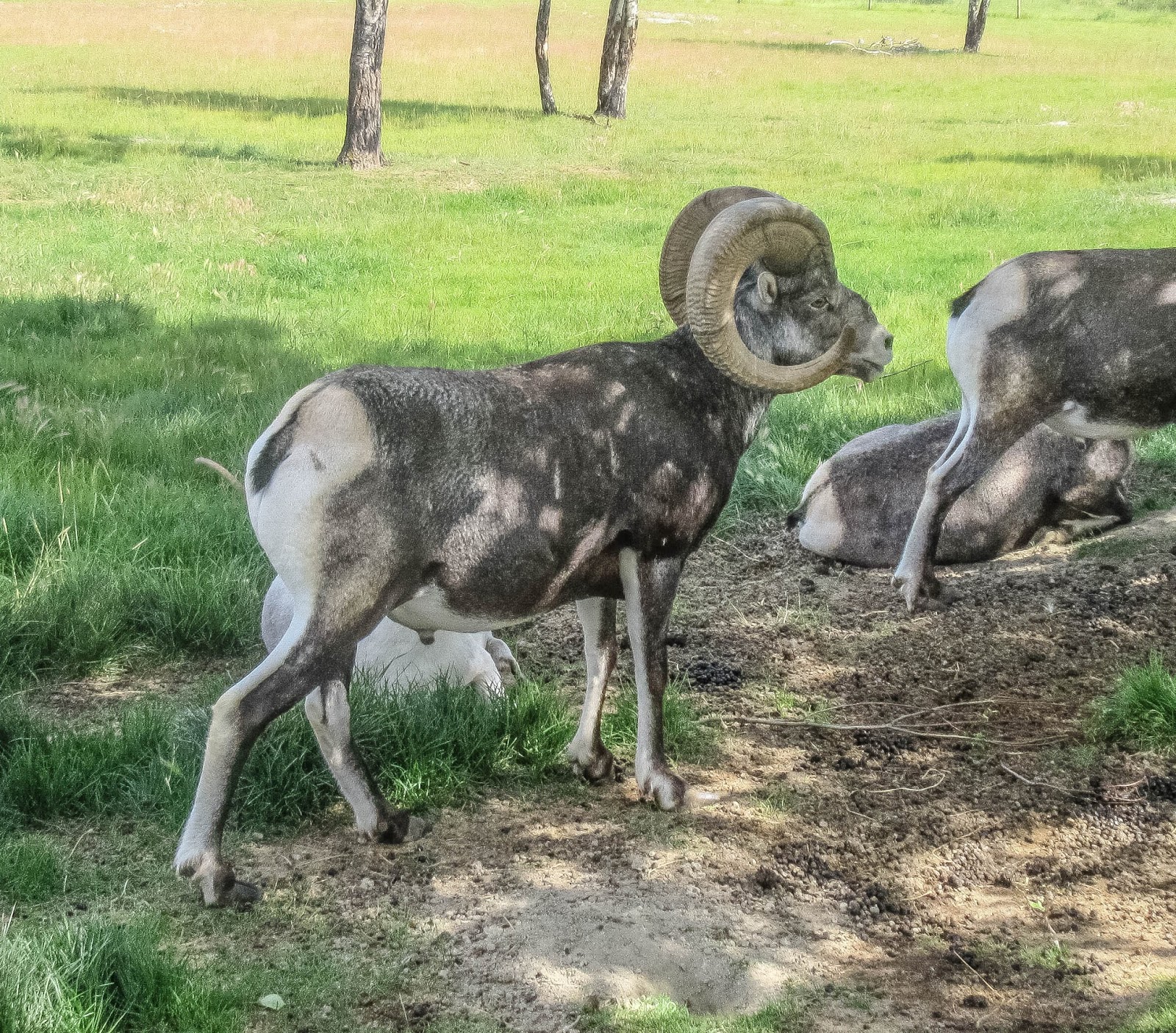 Cannundrums: Stone Sheep