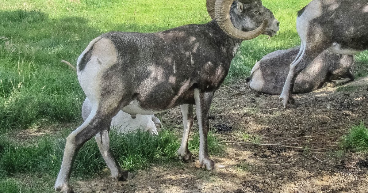 Cannundrums: Stone Sheep