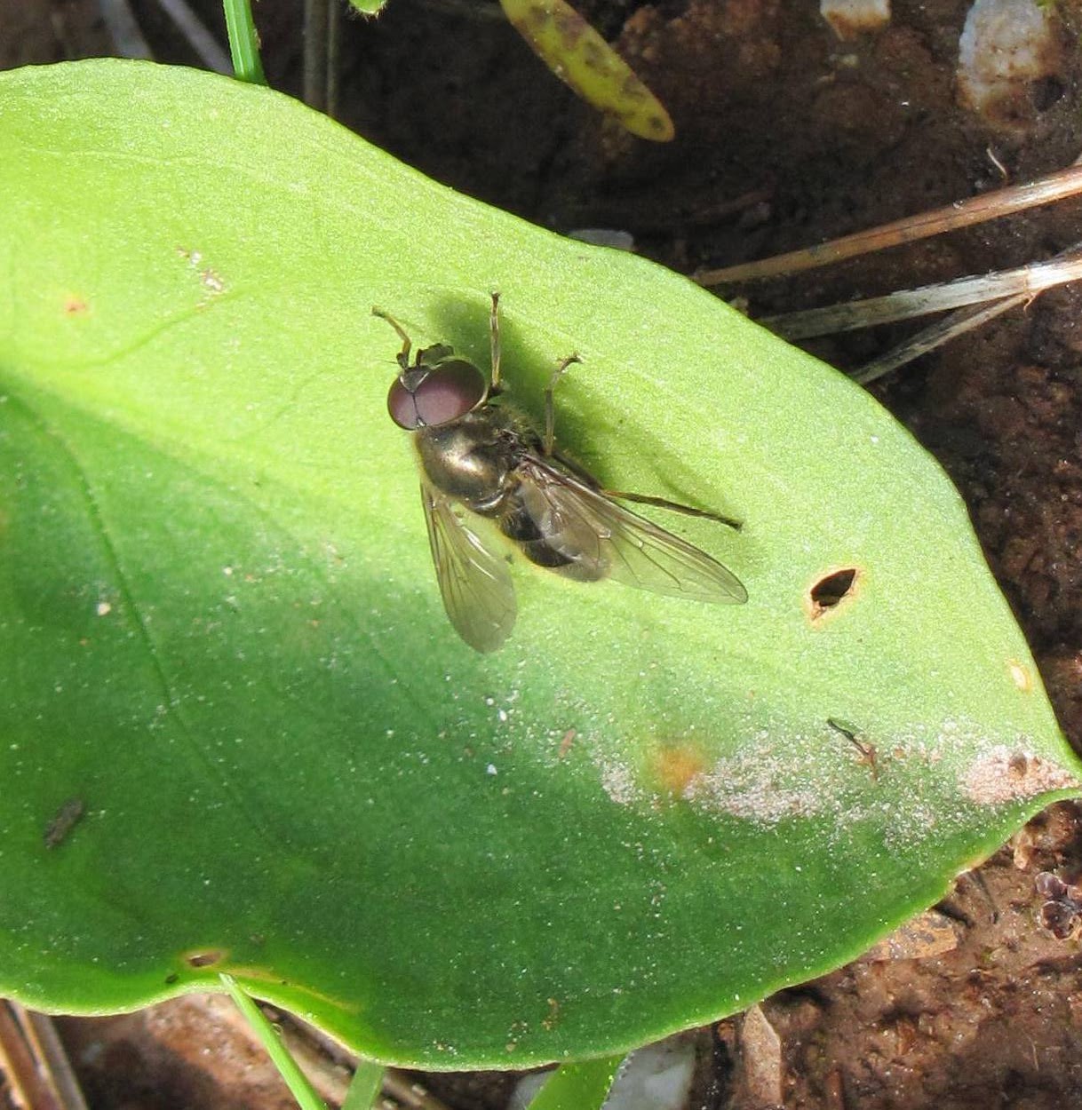 Insectos y flores de Coín: MOSCAS DE COIN