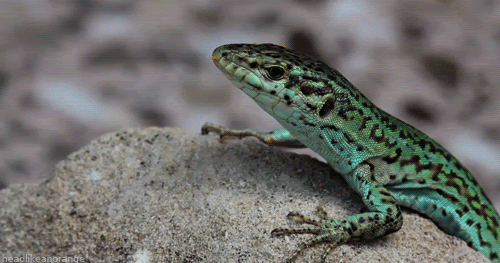 GEOGRAFI LINGKUNGAN: KADAL : REPTIL YANG HIDUP DI DAERAH TROPIS DAN SUB ...