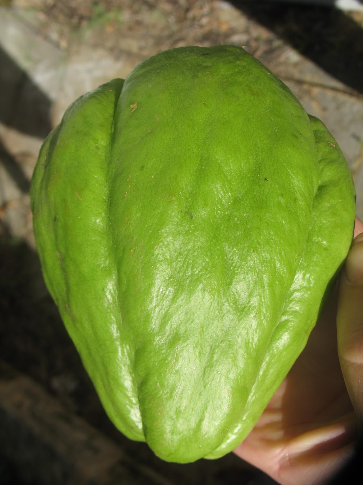 Sustainaburbia: Chokos