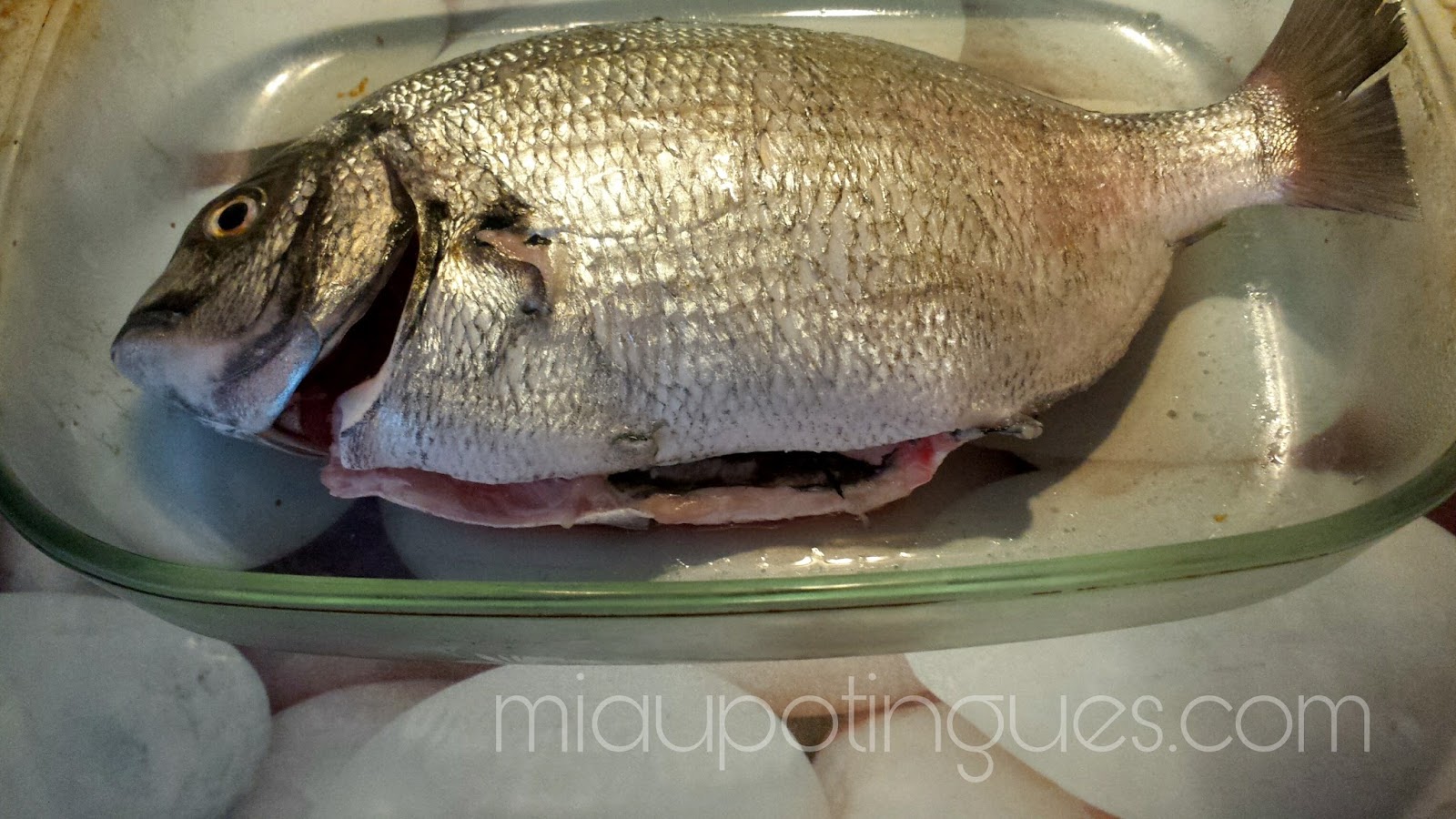 SARGO A LA SAL - Miau Potingues