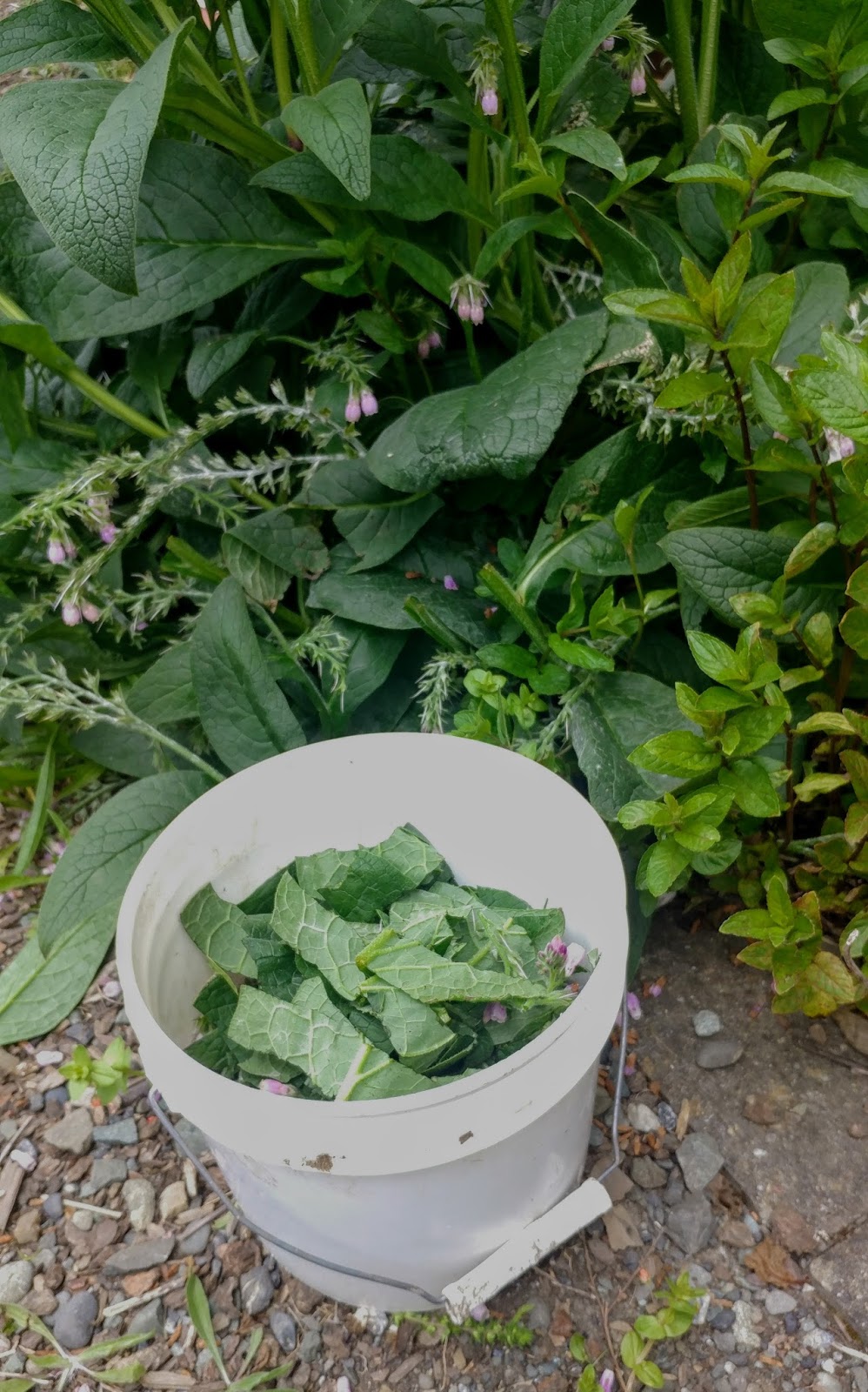 My Precious Peas: Growing Comfrey For Strawberry Beds