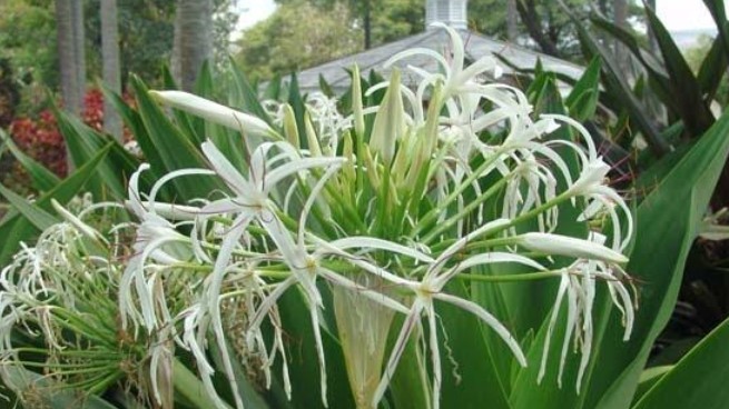 Healty99 - Crinium sp atau dikenal juga dengan nama lili rawa alias ...