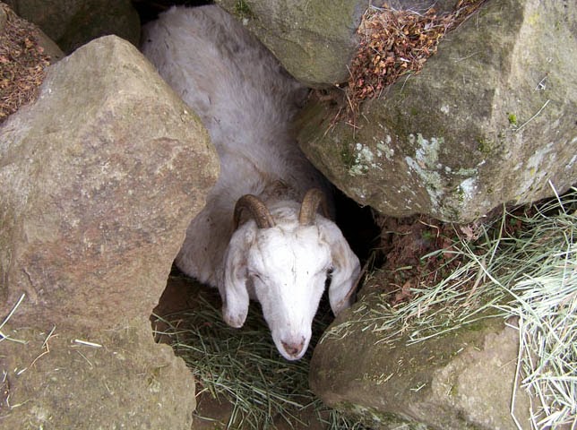 Four legged friends (and enemies): Goat hiding from coyotes gets stuck ...