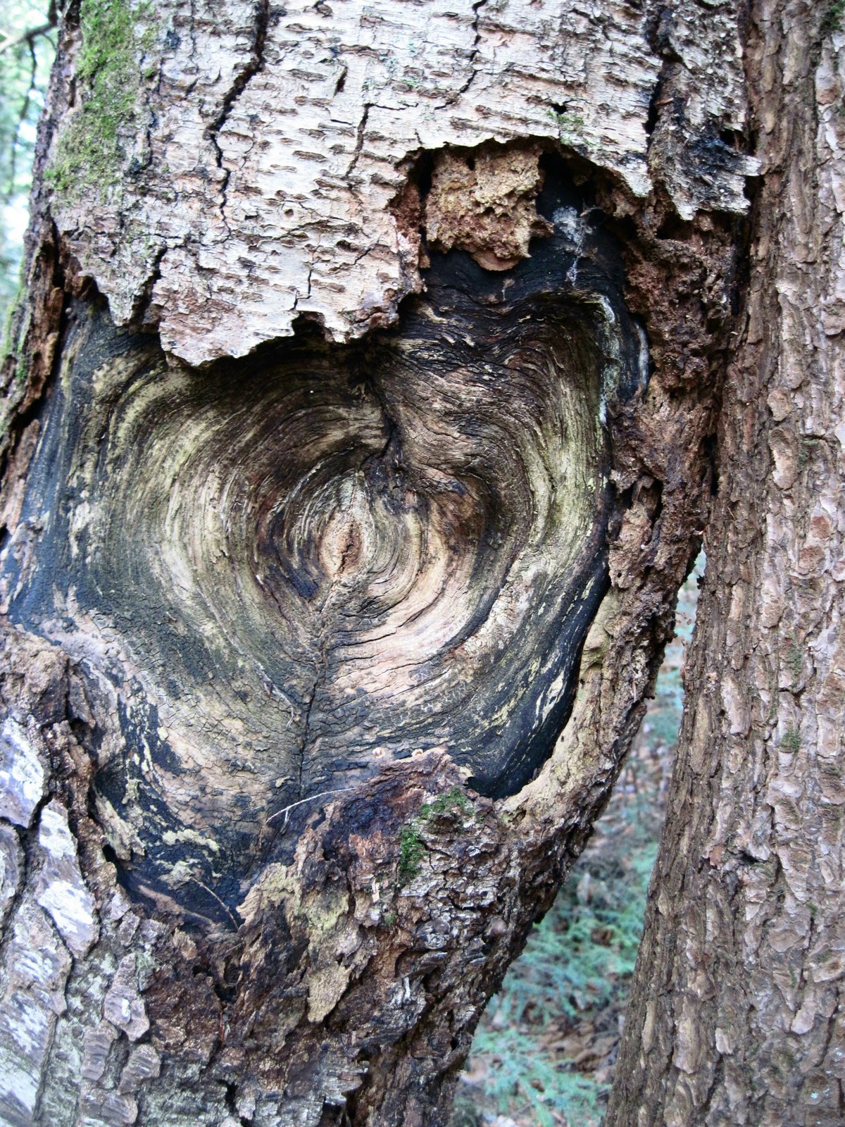 RavenWood Forest: A Softening Snow