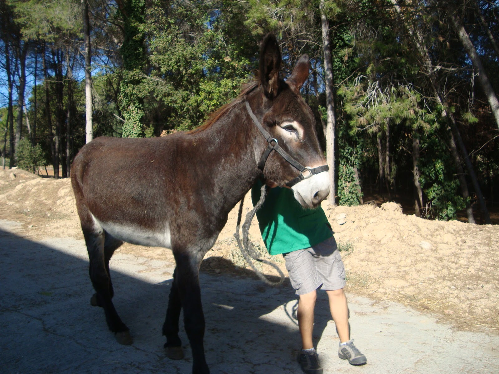 CATALONIAN DONKEYS' REPRODUCTION AT AUTONOMOUS UNIVERSITY OF BARCELONA ...
