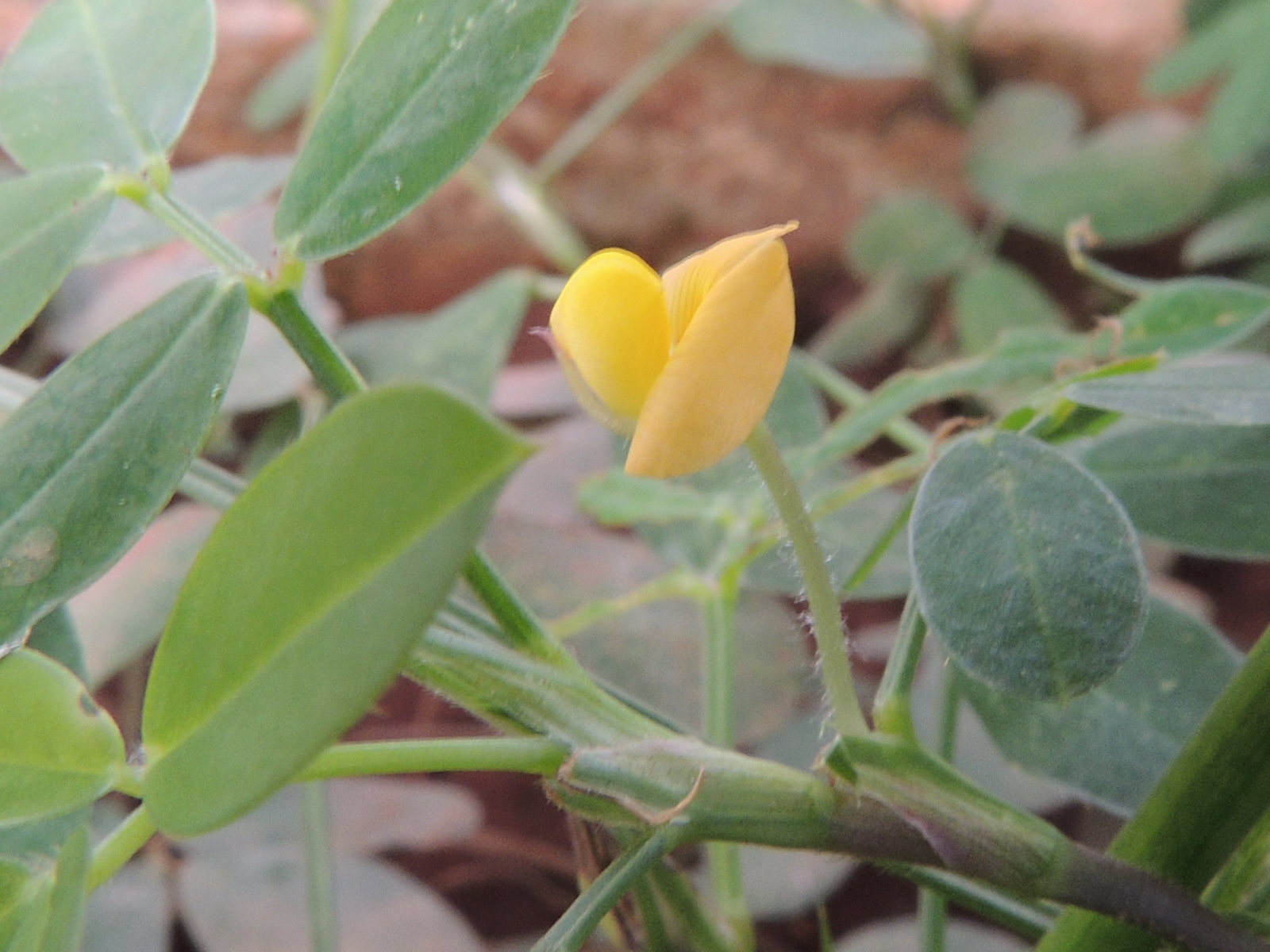 Fabaceae - Leguminosae no Brasil: Arachis