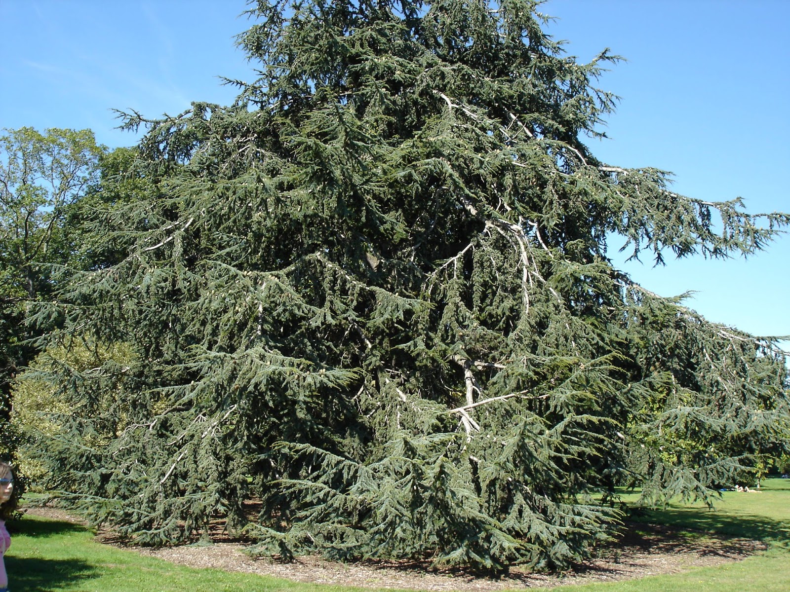 Trees Planet: Cedrus atlantica - Atlas Cedar