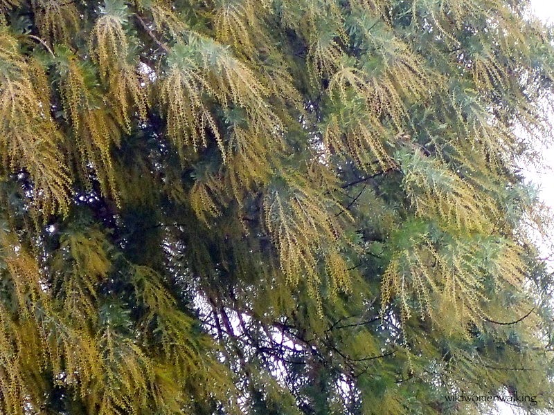 wild women walking: George Miller Regional Trail