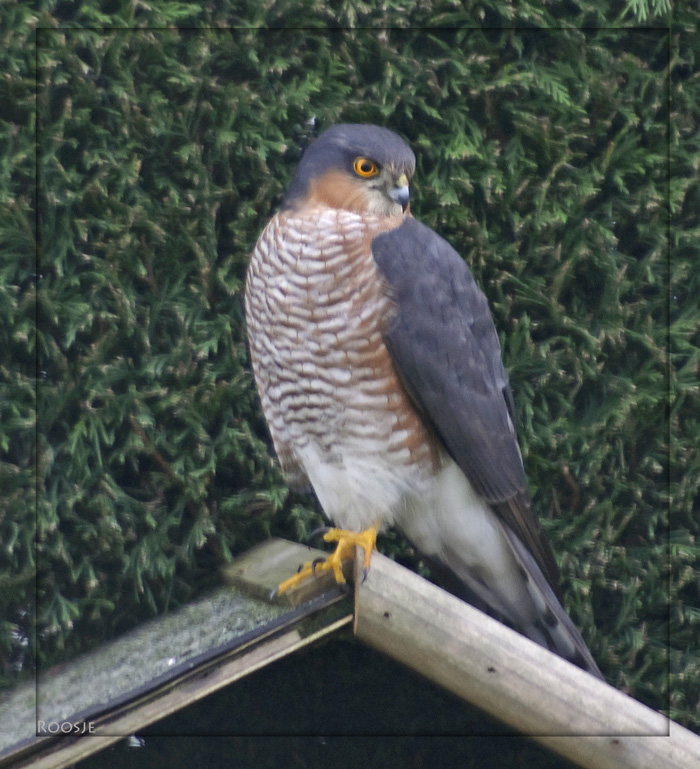 Natuur, cultuur en alles wat boeit ...: Allerlei bezoekers in de tuin