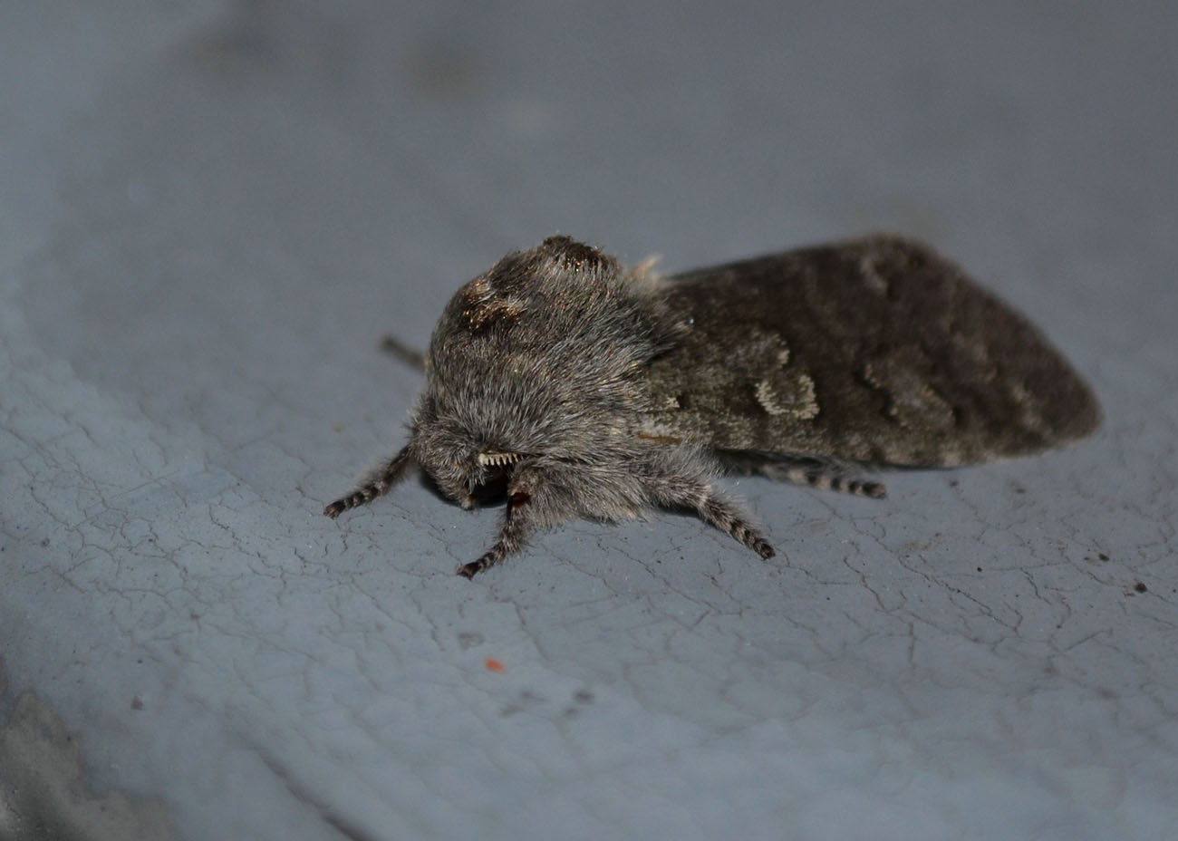 Woods Walks and Wildlife: Growing Moss, and the First Moth of the Year