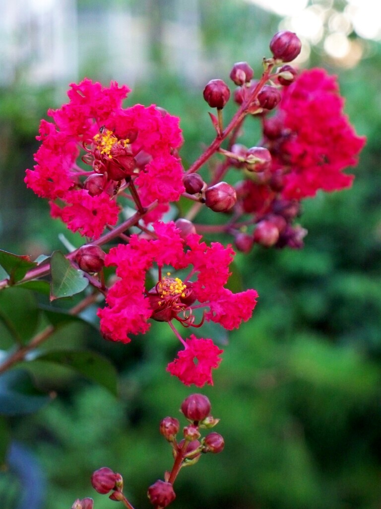 Orange explains it all: plant the crape myrtle tree