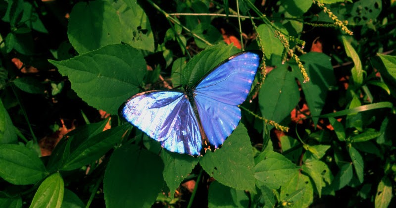 Rahsia Kecantikan Rama-rama |MyRokan