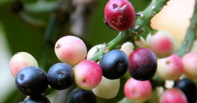 Unik, ternyata Buah Buni atau Wuni bermanfaat untuk Kesehatan