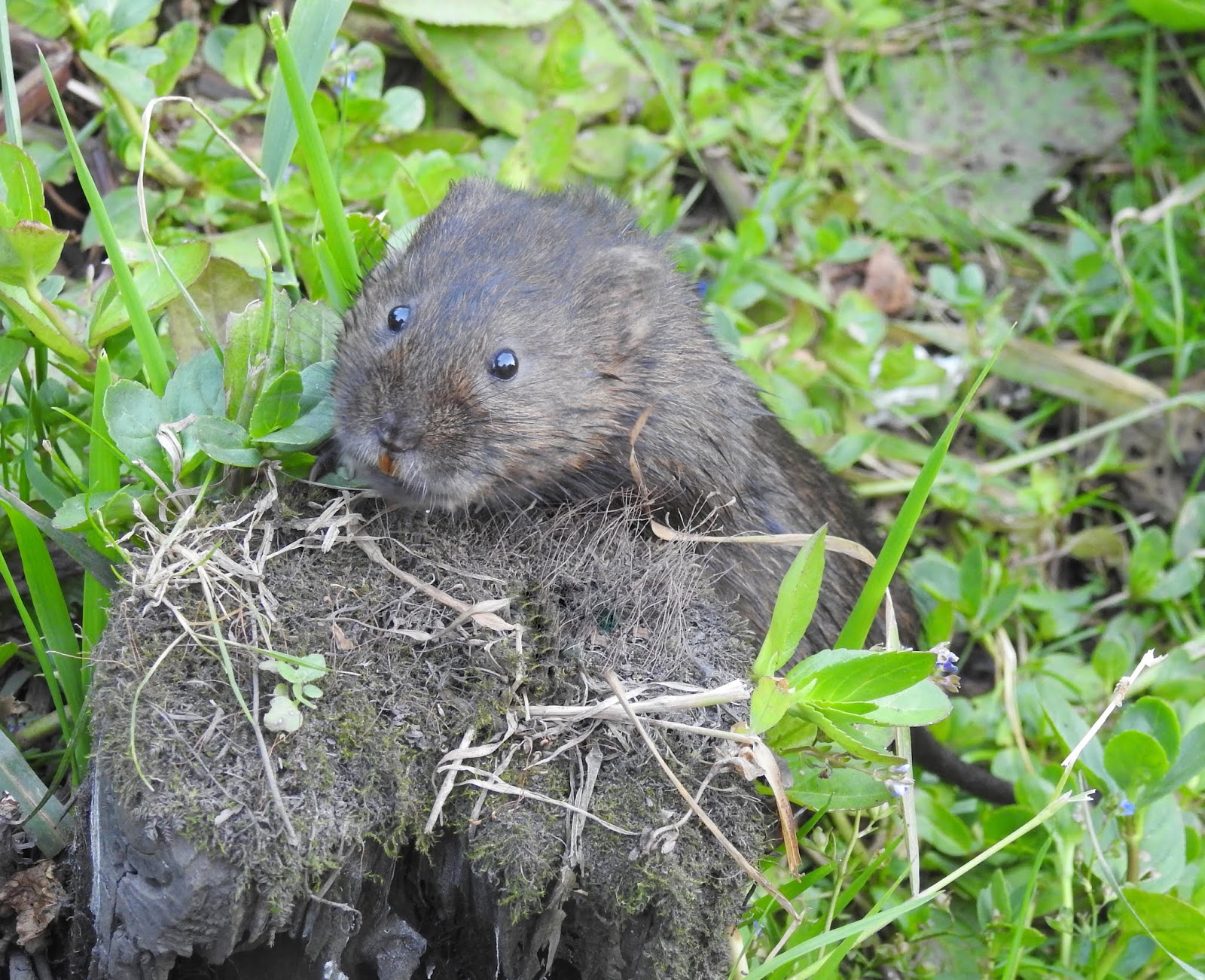About a Brook: Overwhelmed by Voles