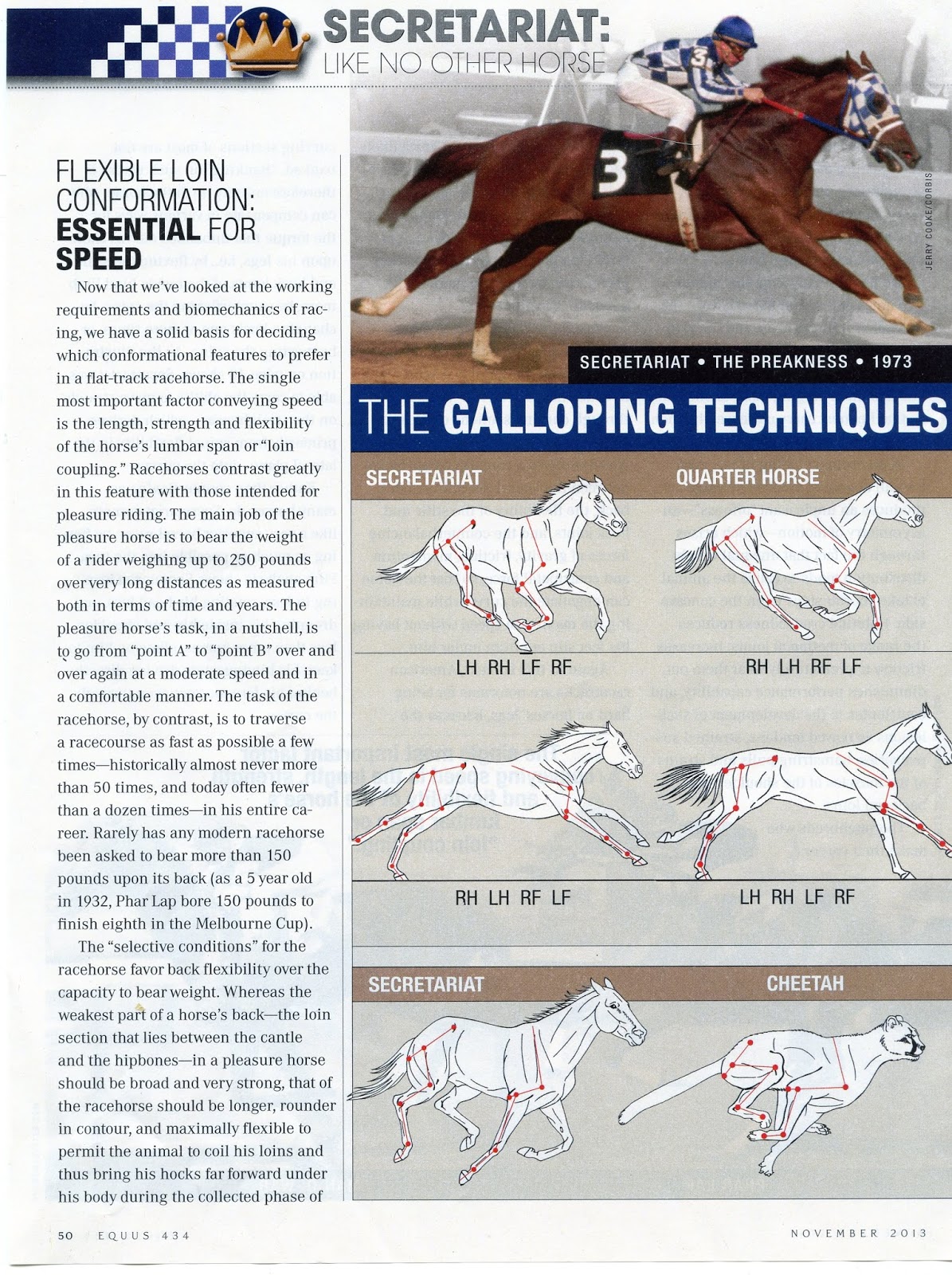 Fox Hollow Sport Horses: Conformation of Secretariat