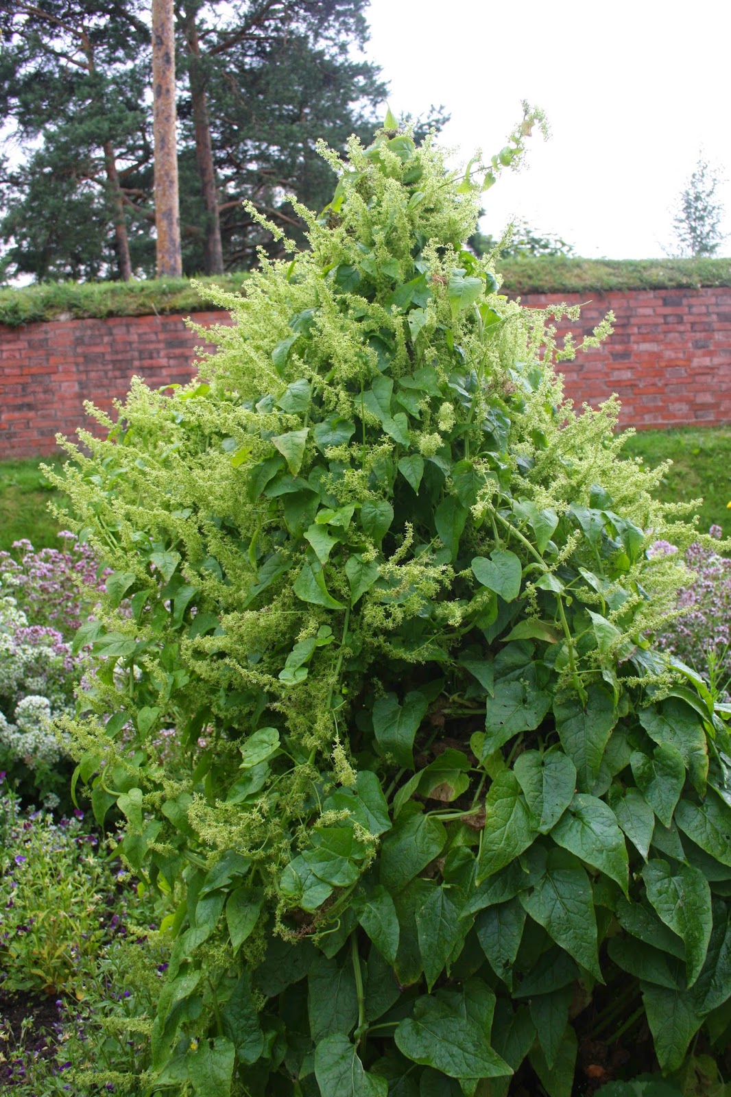 Siniunikon: Kotka Redutti