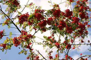 Community Science : A celebration of the rowan tree