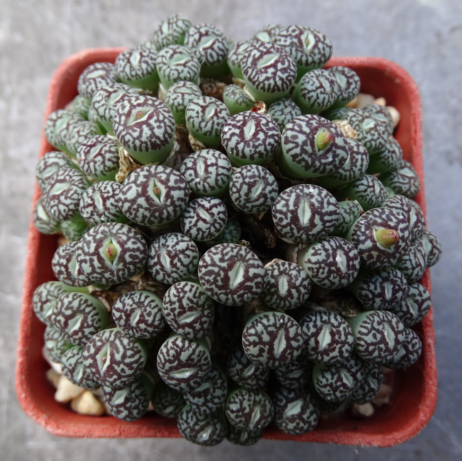 Succulent Sundae: CONOPHYTUM MINIMUM
