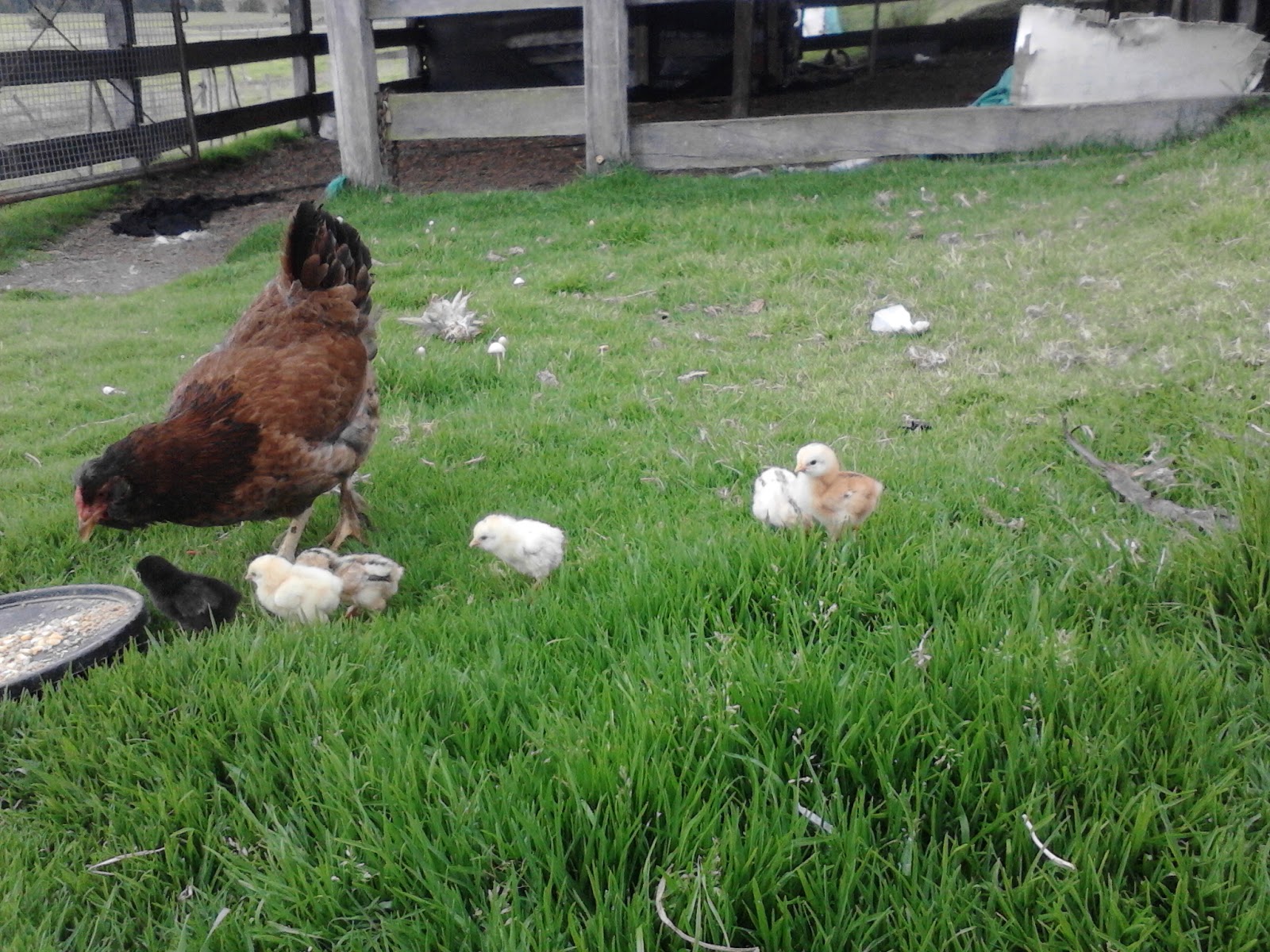 POLLO CAMPESINO AUTOCTONO ANDINO: BIENVENIDA