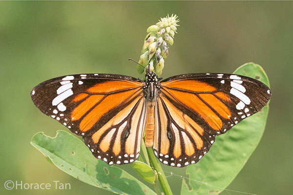 Butterflies of Singapore: Life History of the Common Tiger