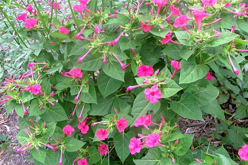 හෙන්දිරික්කා [Hendirikka] (Mirabilis jalapa) ~ අපේ ඔසුපැළ Medicinal ...