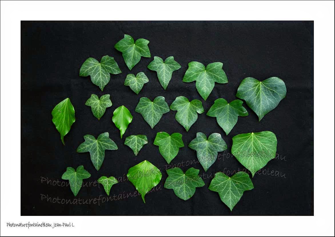 Phytospiritualité: Le lierre qui grimpe dans notre estime...