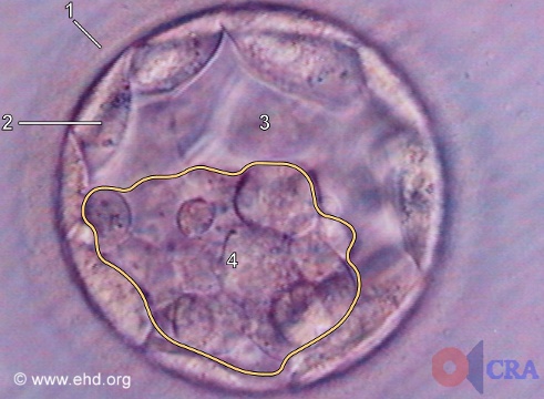 PERKEMBANGAN ZIGOT - Have Fun Learning Biology