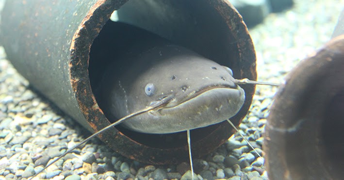 Zoos in Japan: Lake Biwa Museum