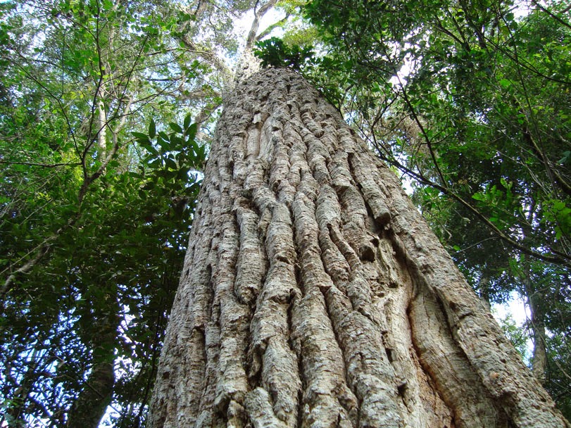 Peroba Rosa Gigante - Aspidosperma polyneuron