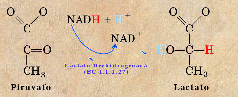 Destinos del Piruvato