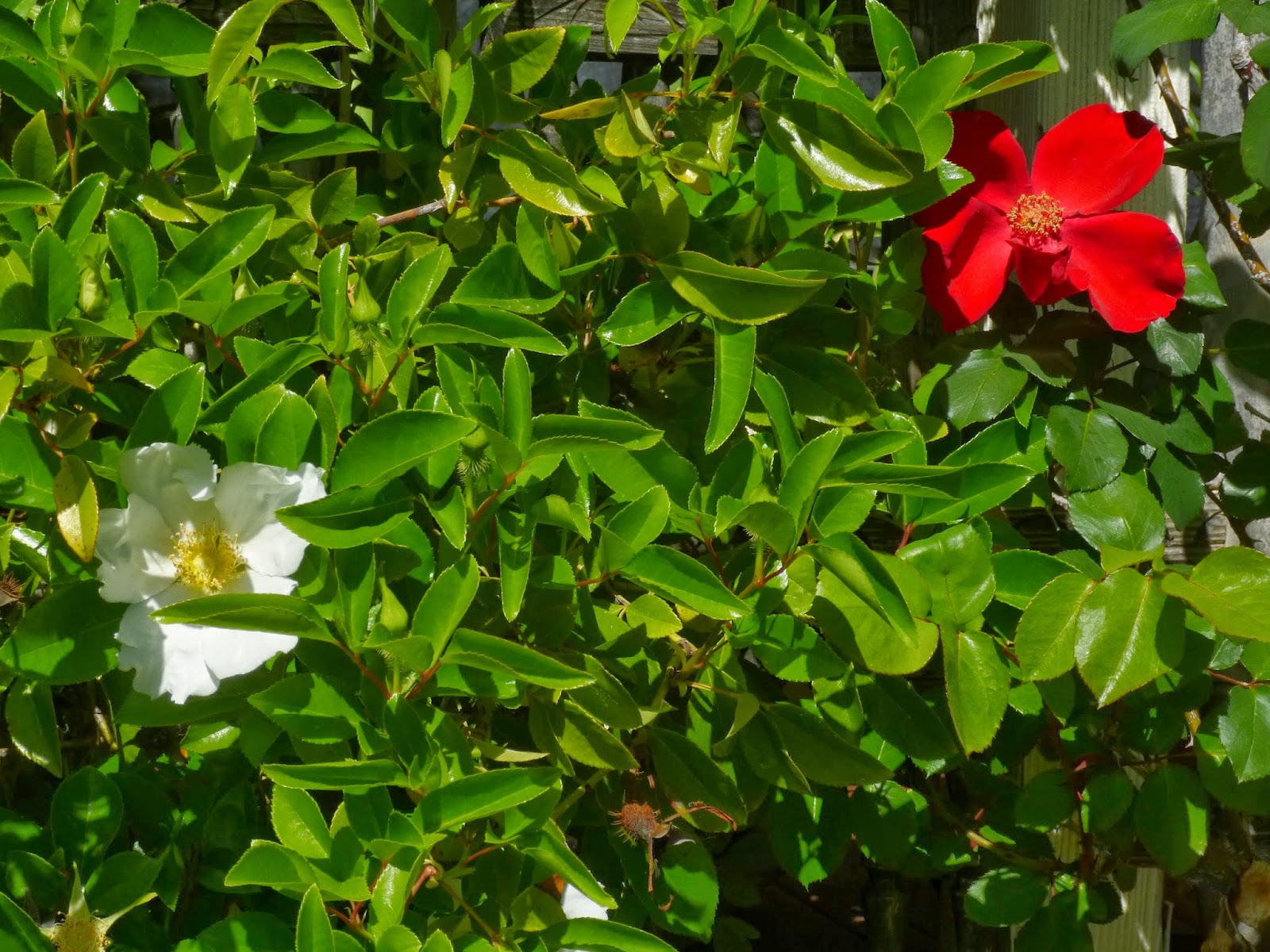 gold country girls: Snow White and Rose Red: Cherokee Rose and ...