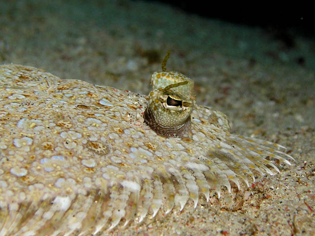 Flounder | The Life of Animals