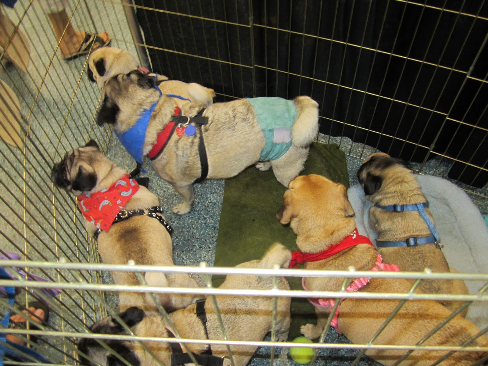 Wild Alaskan Mountain Pug>>>>>>in FLORIDA!