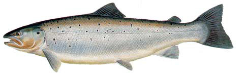 Adirondack Diver: Common Freshwater Fish in New York Part 4