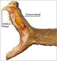 animalpedia: snake encyclopedia