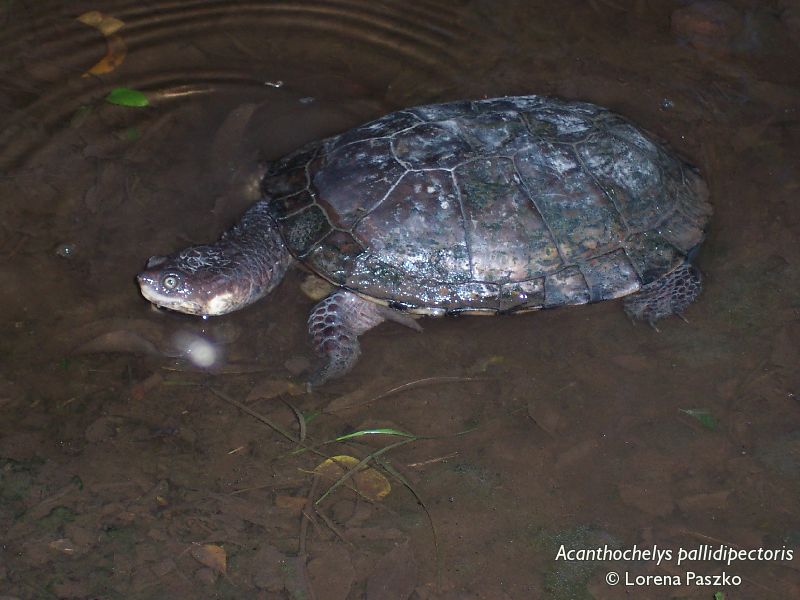 Argentina nativa: Tortuga canaleta chaqueña (Acanthochelys pallidipectoris)
