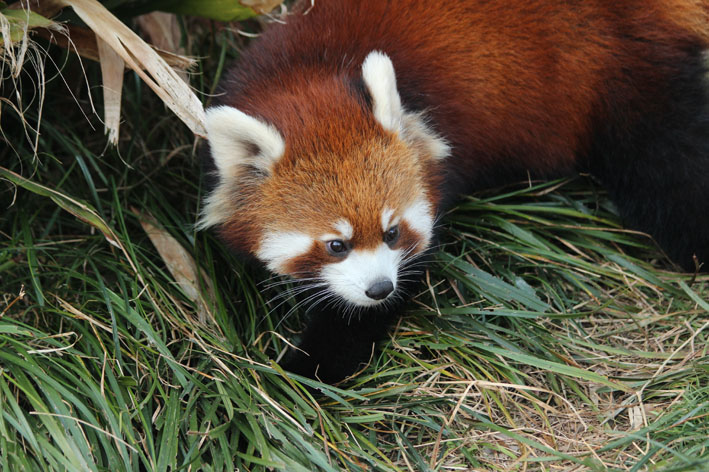 Zoos in Japan: Kobe Oji Zoo’s Cute Red Panda