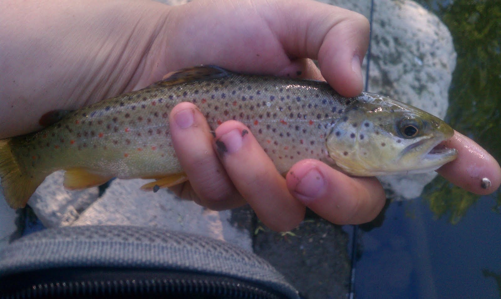 Illinois Wisconsin Fishing: warm water fishing the root river