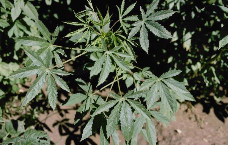 Manipurian: Wild but Edible Plants of Manipur