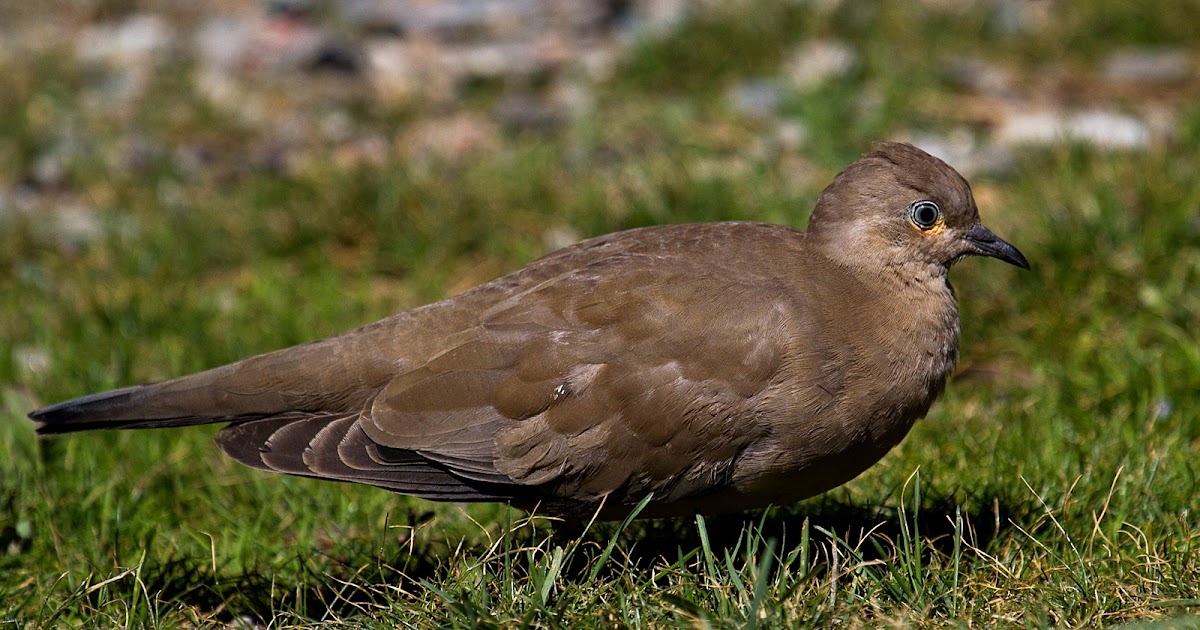 Aves de Argentina: Palomita cordillerana (Metriopelia melanoptera)